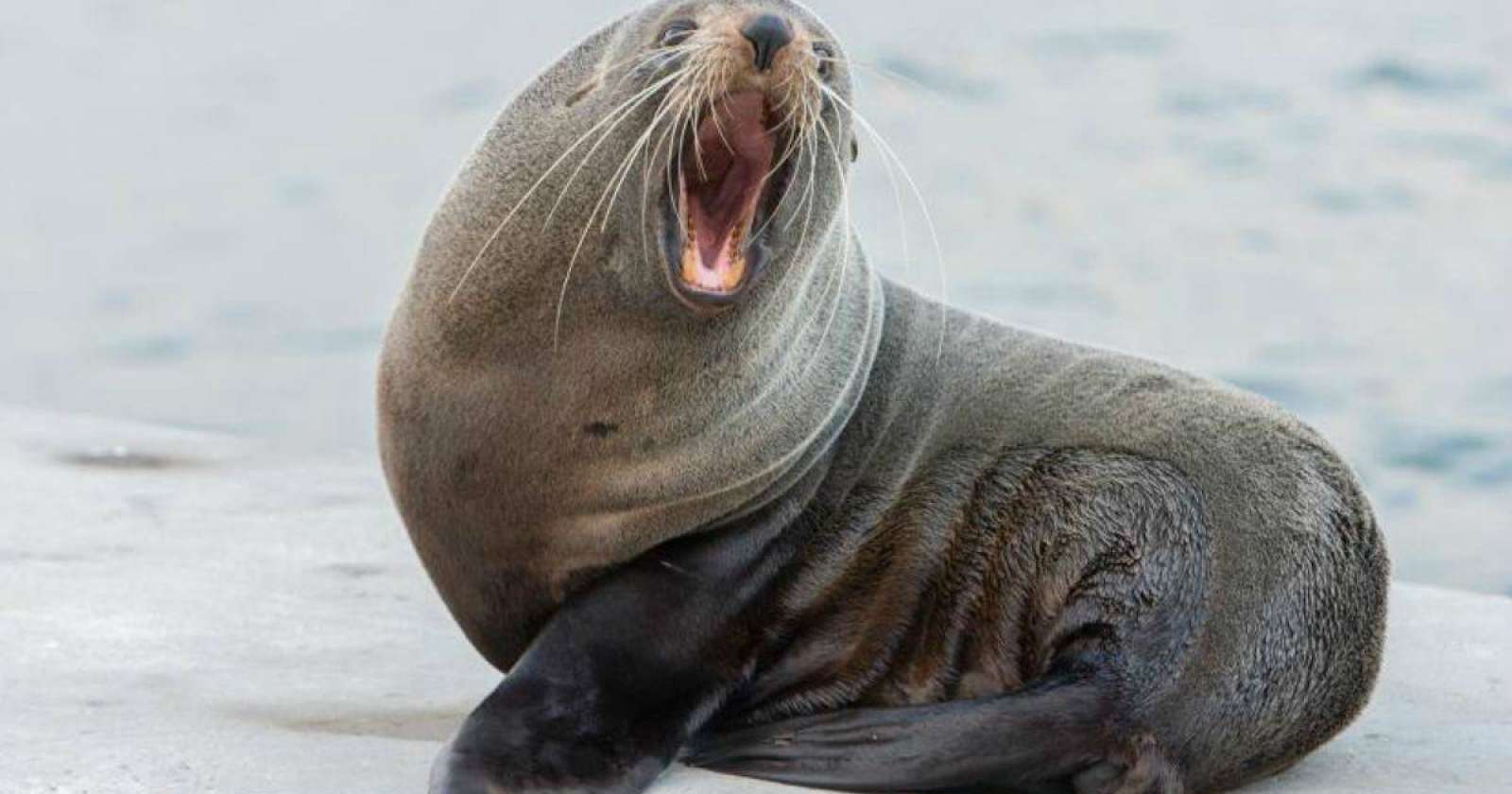 Маңғыстауда итбалықтар балаларды тістеп тастады - Қазақстан жаңалықтары: 9 маусым 2020, | KZNews.kz